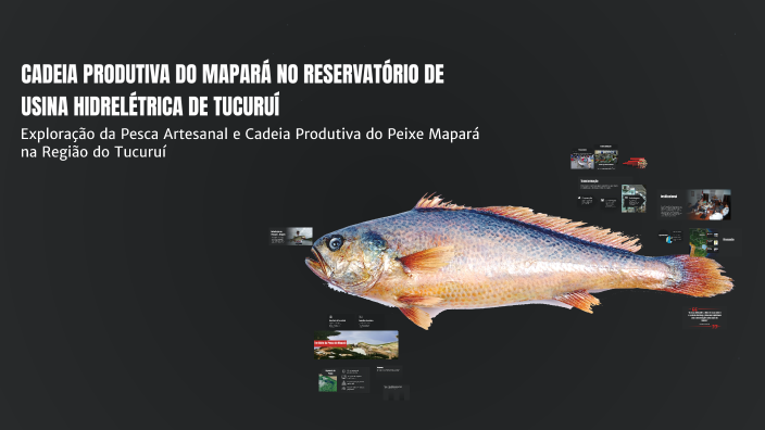 CADEIA PRODUTIVA DO MAPARÁ NO RESERVATÓRIO DE USINA HIDRELÉTRICA DE ...
