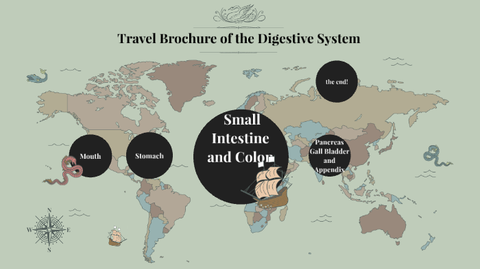 Travel Brochure of the Digestive System by Grace LaGue on Prezi