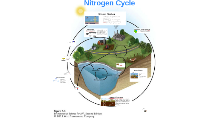 APES Nitrogen Cycle by Ryan Ackermann on Prezi