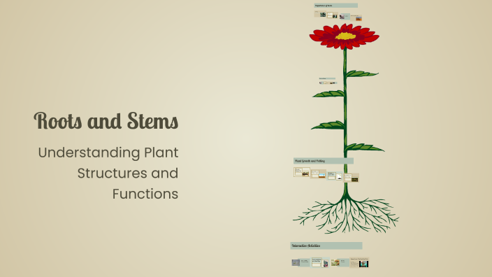 Roots and Stems by Zoha Khalid on Prezi