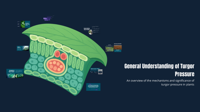 General Understanding of Turgor Pressure by Manasov Sanco on Prezi