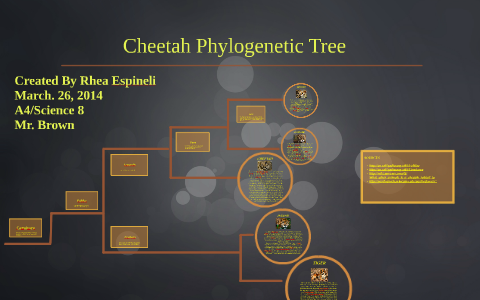 Cheetah Phylogenetic Tree by Rosetta Handerson on Prezi