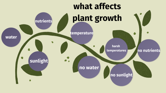 what affects plant growth by Bailey Kassmeier on Prezi