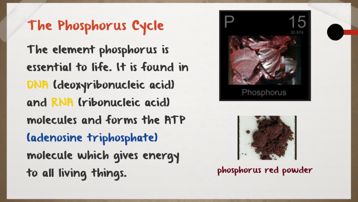 The Phosphorus Cycle by Abi Walley on Prezi
