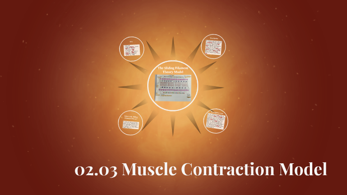 02.03 Muscle Contraction Model by Tessa Bradley on Prezi
