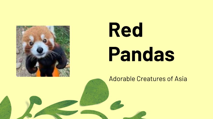 Red Pandas by Andee Wilson on Prezi