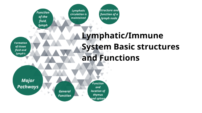 Lymphatic/Immune System Basic Structures and Functions by Becca P on Prezi