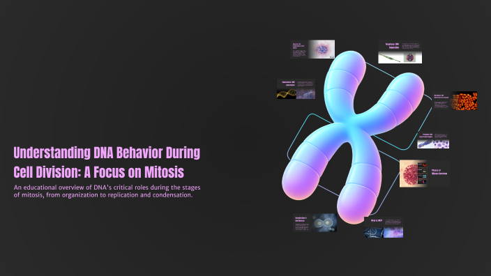 Understanding DNA Behavior During Cell Division: A Focus on Mitosis by ...