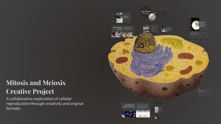 Mitosis and Meiosis Creative Project by Gleb Fominykh on Prezi