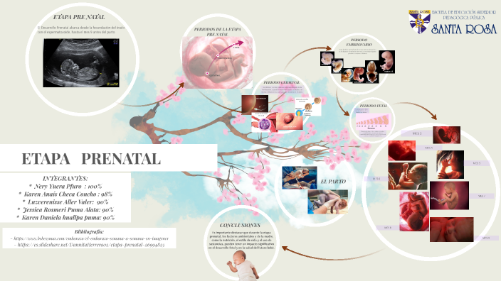 ETAPA PRE NATAL by nery yucra pfuro on Prezi