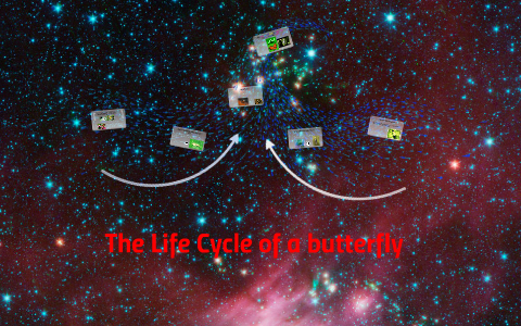 The Life Cycle of a Caterpillar by Carolina Vargas on Prezi