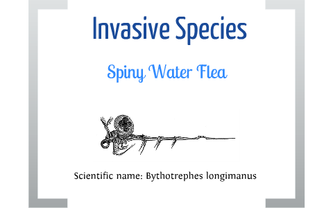 Invasive Species: Spiny Water Flea by Monica Chan on Prezi