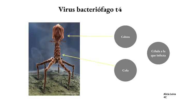 virus bacteriófago t4 by Alicia Leiva Mejias on Prezi