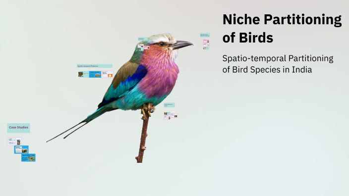 Niche Partitioning of Birds by Bala Shankar on Prezi