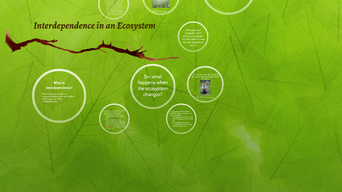 Interdependence in an Ecosystem by Sarah Glass on Prezi