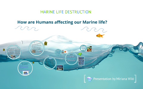 How are Humans affecting our Marine life? by Miriana Wiki on Prezi