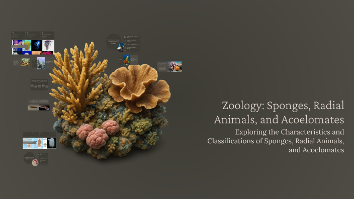 Zoology: Sponges, Radial Animals, and Acoelomates by Wafaa Alkadri on Prezi