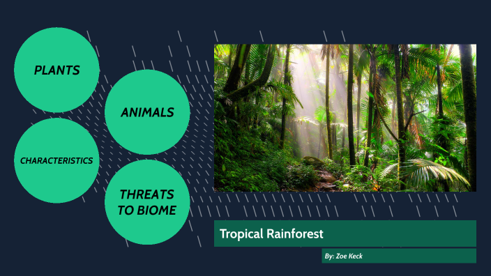 Tropical Rainforest Biome Presentation by Zoe Keck on Prezi