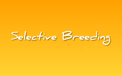 Selective Breeding Research Project by Jessica Glinski on Prezi