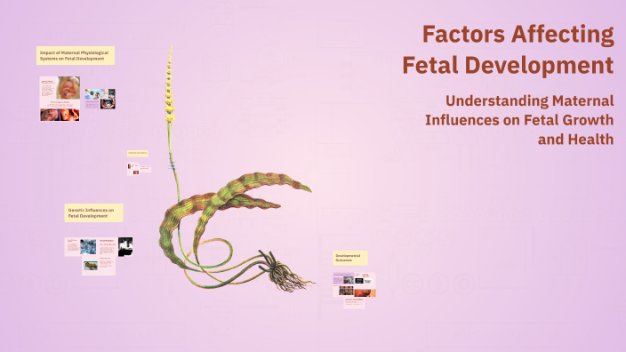 Factors Affecting Fetal Development by Zoe Hansen on Prezi