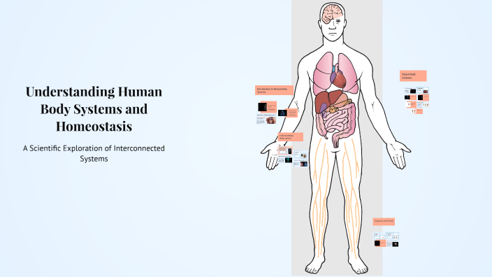 Understanding Human Body Systems and Homeostasis by :D on Prezi