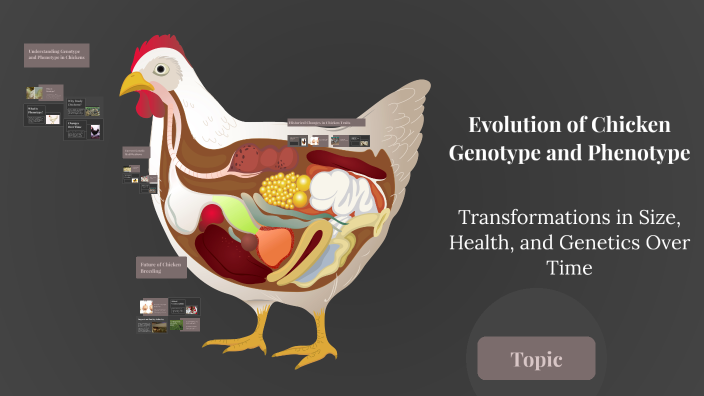 Evolution of Chicken Genotype and Phenotype by Rozhgar Abd on Prezi