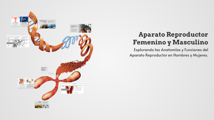 Aparato Reproductor Femenino y Masculino by Obed Ramos on Prezi