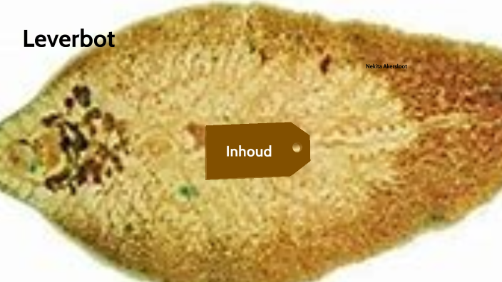 Leverbot by nekita akersloot on Prezi