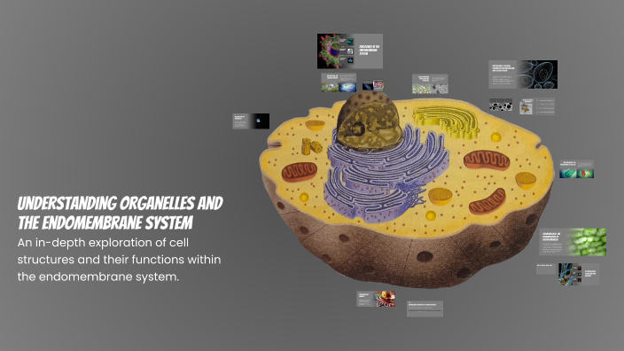 Understanding Organelles and the Endomembrane System by Ellyannah ...