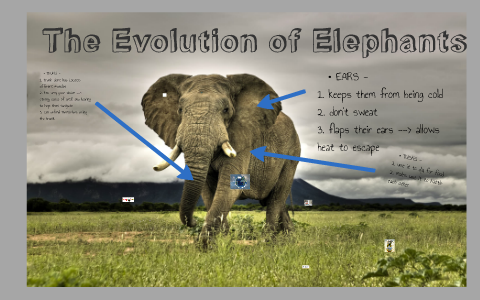 Evolution of Elephants by SeiMi Chu on Prezi
