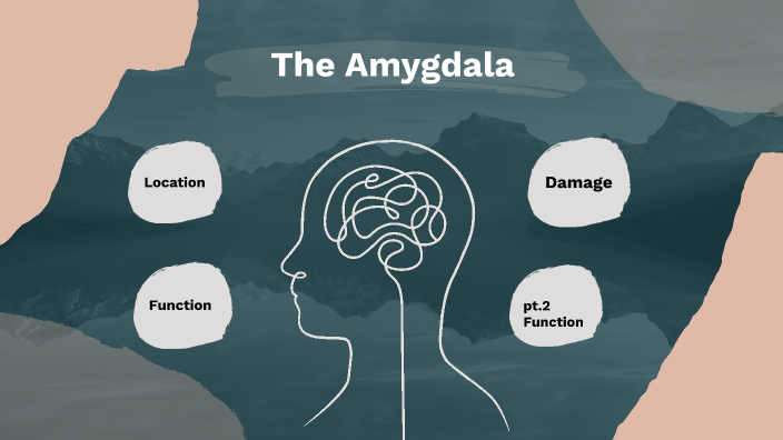 Amygdala And Functions By Alani Montes De Oca