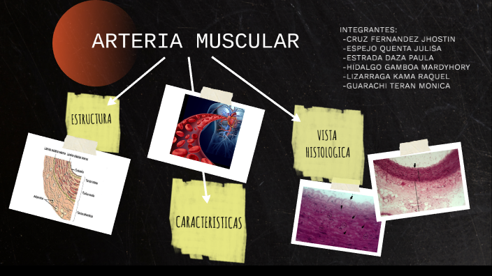 ARTERIA MUSCULAR by Madeline Kassandra on Prezi