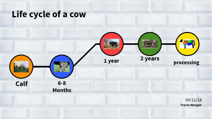 beef cattle life cycle by Travis Morgan on Prezi