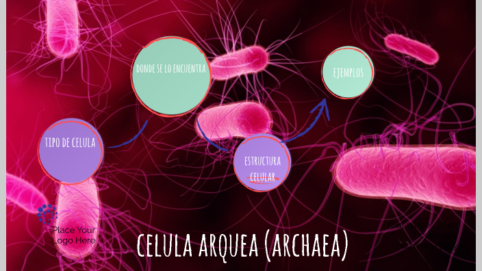 Celula Arquea (Archaea) by Angie Saca on Prezi