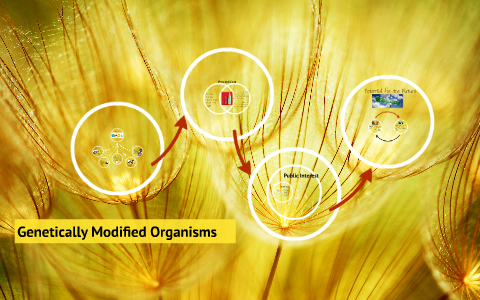 GMOs History and Background by Jasmine Guider on Prezi