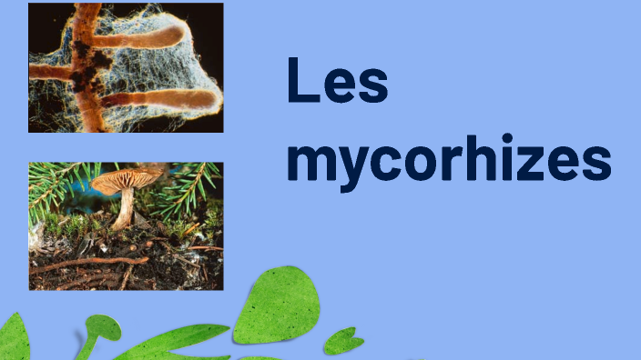 Les mycorhizes by Sébastien Paul on Prezi
