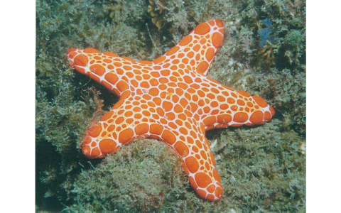 Sea Star Life Cycle by Sophia Nikiforidis on Prezi