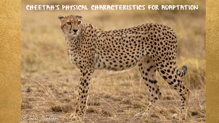 CHEETAH'S PHYSICAL CHARACTERISTICS FOR ADAPTATION by kyar phyu on Prezi
