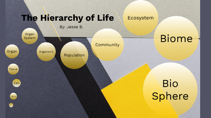The Hierarchy of Life! by Jesse Burg on Prezi