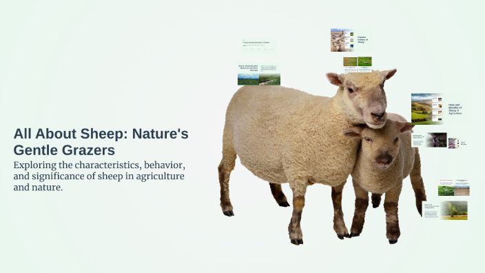 All About Sheep: Nature's Gentle Grazers by Ariana Grande on Prezi