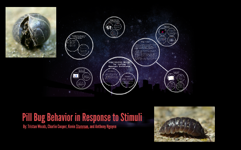Pill Bug Behavior in Response to Stimuli by Tristan Woods on Prezi