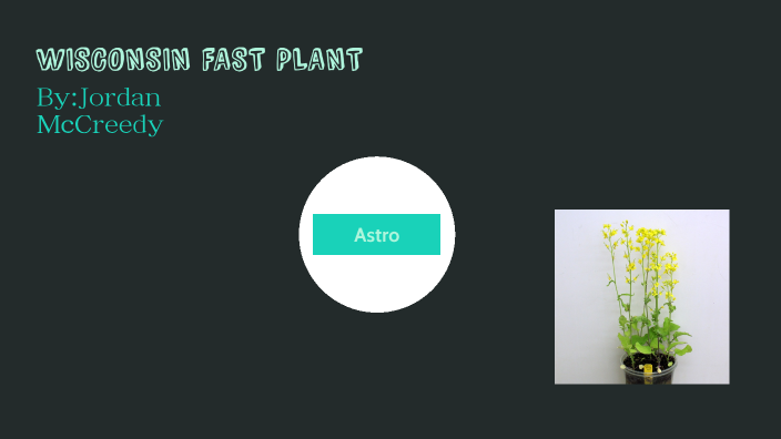 Wisconsin Fast Plant by Jordan McCreedy on Prezi