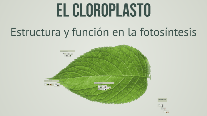 El cloroplasto by Alberto Instantaneo on Prezi