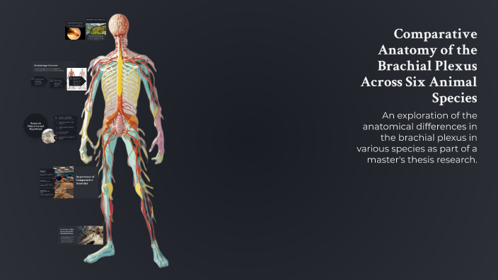 Comparative Anatomy of the Brachial Plexus Across Six Animal Species by ...