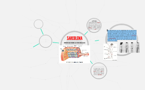 SARCOLEMA by katerine osorno on Prezi