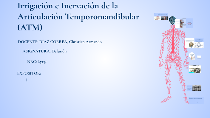 Irrigación e Inervación de la Articulación Temporomandibular (ATM) by ...