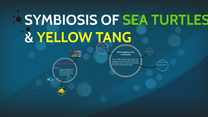 SYMBIOSIS OF SEA TURTLES & YELLOW TANG by franklin bailey on Prezi