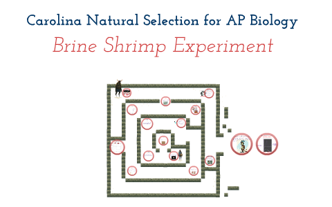 Brine Shrimp Experiment by Dakotah Watson on Prezi