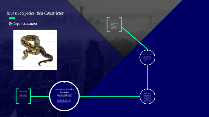 Invasive Species: Boa Constrictor by Logan Standorf on Prezi