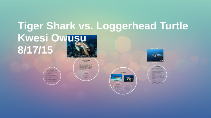 Tiger Shark vs. Loggerhead Turtle by Kwesi Owusu on Prezi